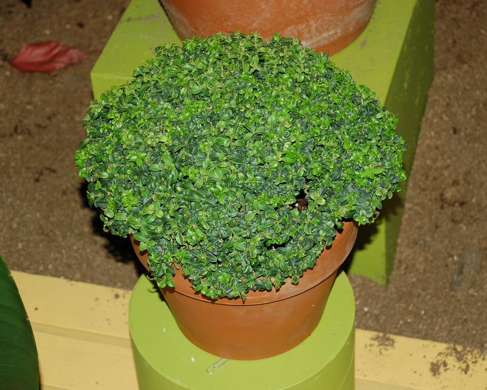 Boxwood (Buxus microphylla 'Compacta') - Garden.org