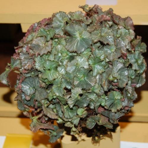 Miniature Begonia (Begonia 'Small Change') in the Begonias Database ...