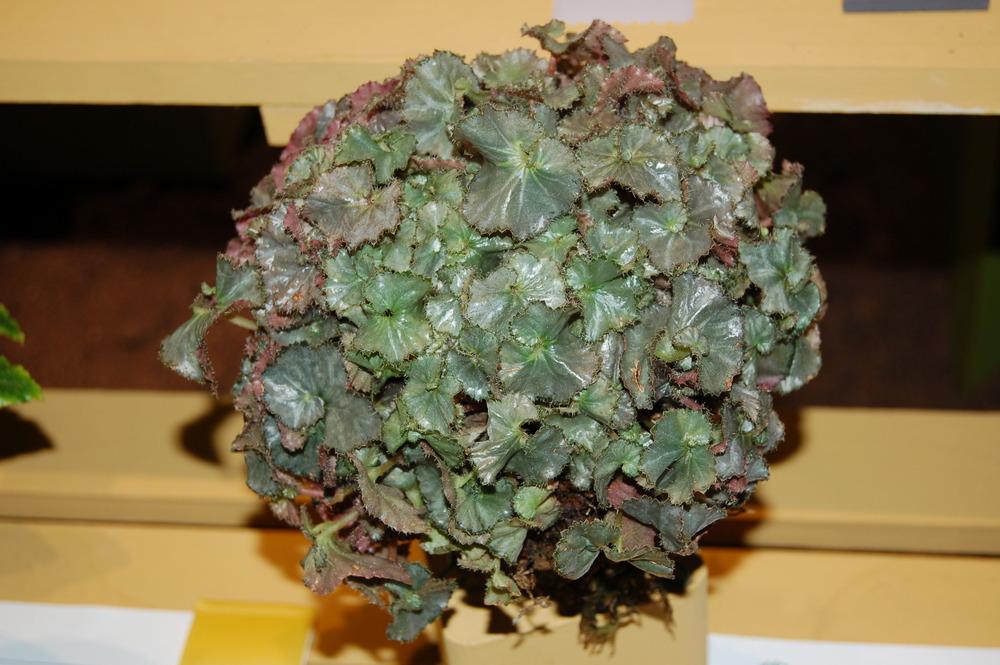 Miniature Begonia (Begonia 'Small Change') in the Begonias Database ...