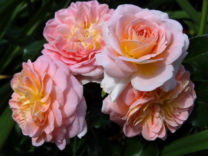 Photo of the bloom of Rose (Rosa 'Concerto') posted by Orsola - Garden.org