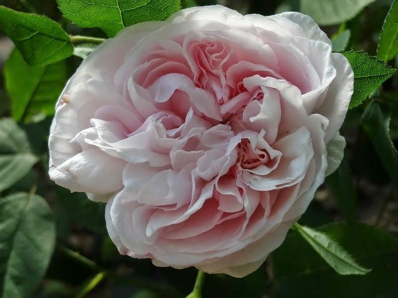 Photo of the bloom of Rose (Rosa 'Juno') posted by Orsola - Garden.org