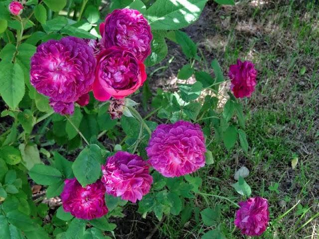 Photo of the bloom of Rose (Rosa 'Hippolyte') posted by Orsola - Garden.org