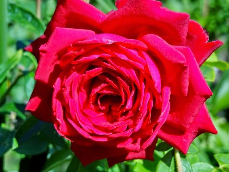 Rose (Rosa 'Ena Harkness') in the Roses Database - Garden.org