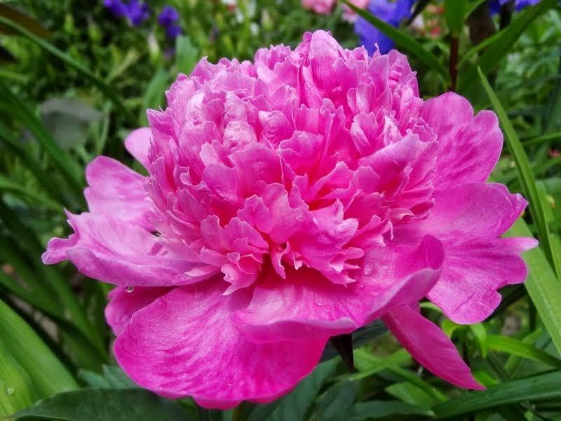 Photo of the bloom of Peony (Paeonia lactiflora 'Barbara') posted by ...