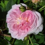 Photo of the bloom of Rose (Rosa 'Chloris') posted by Orsola - Garden.org