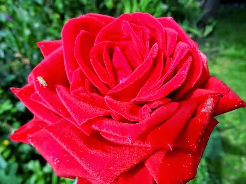 Photo of the bloom of Rose (Rosa 'Ena Harkness') posted by Orsola ...