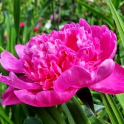 Peony (Paeonia lactiflora 'Barbara') in the Peonies Database - Garden.org