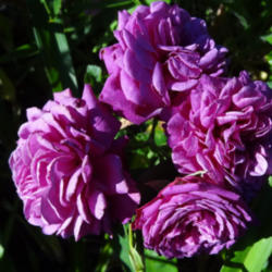 Rose (Rosa 'Heidi Klum Rose') in the Roses Database - Garden.org