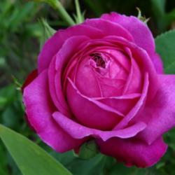 Rose (Rosa 'Heidi Klum Rose') in the Roses Database - Garden.org