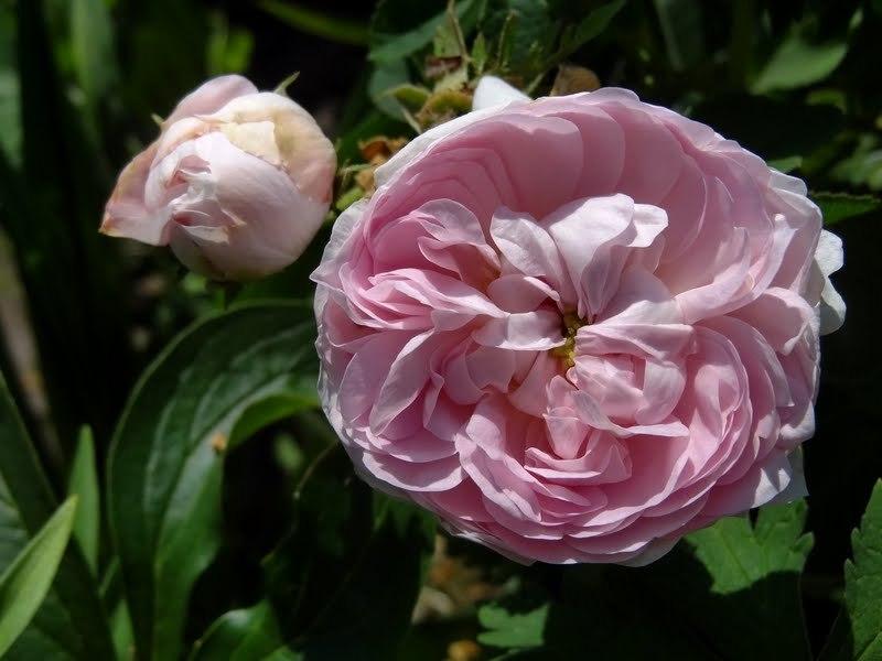 Photo of the bloom of Rose (Rosa 'Duchesse de Montebello') posted by ...