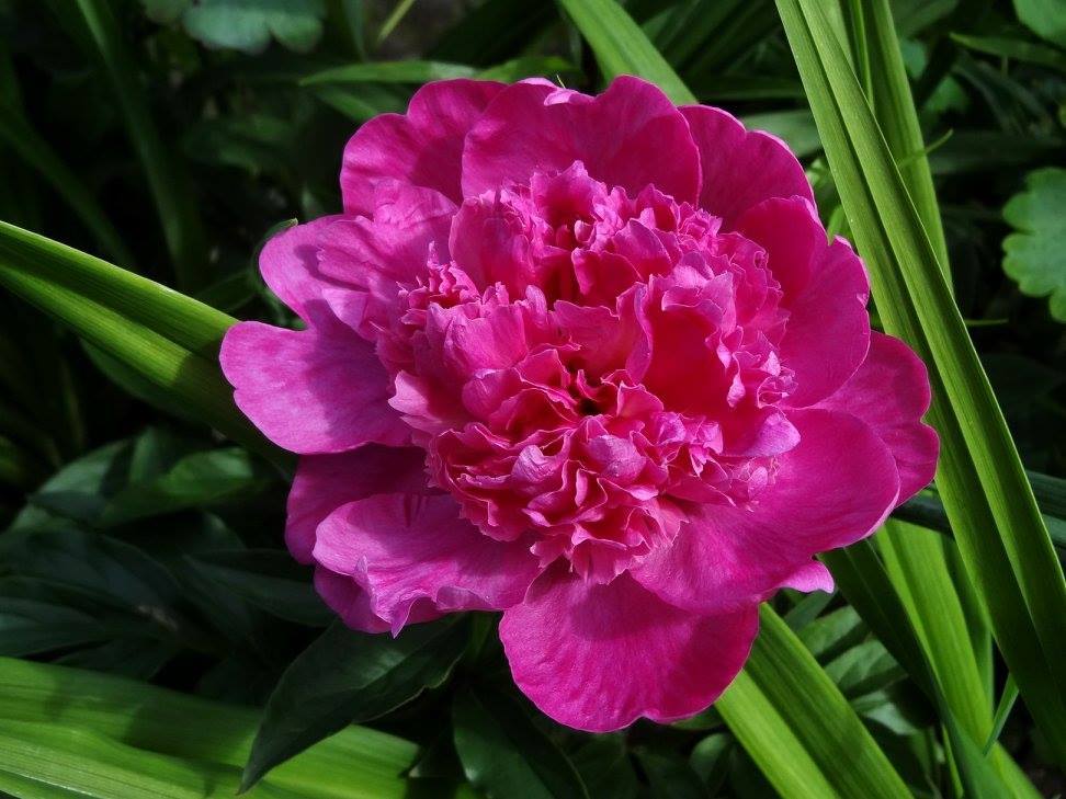 Peony (Paeonia lactiflora 'Barbara') in the Peonies Database - Garden.org