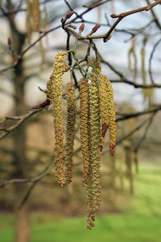 Italian Alder (Alnus cordata) - Garden.org