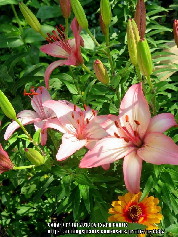 Lily (Lilium 'Alabaster Rose') in the Lilies Database - Garden.org