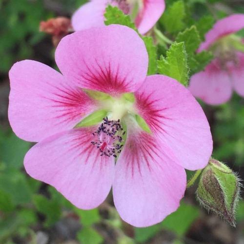 Cape Mallow (Anisodontea capensis) - Garden.org