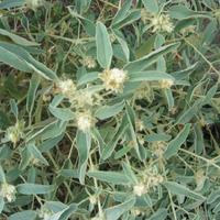 Hogwort (Croton capitatus) - Garden.org