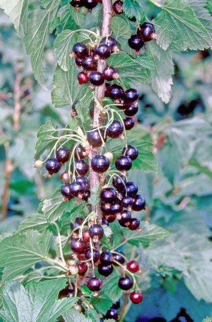 Blackcurrant (Ribes nigrum 'Ben Tirran') in the Currants and ...