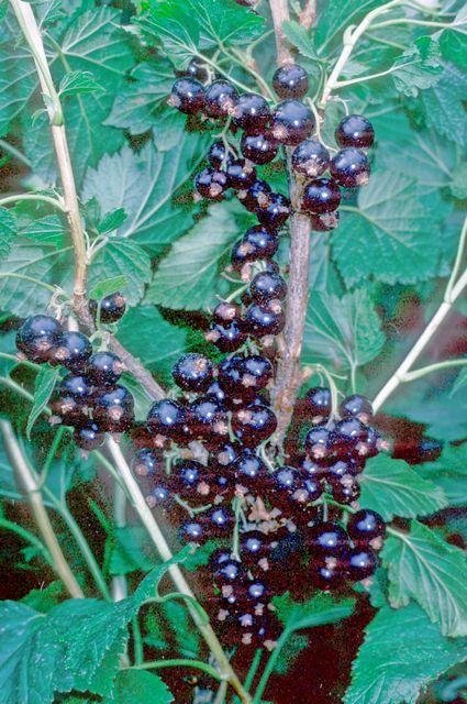 Blackcurrant (Ribes nigrum 'Black Reward') in the Currants and ...