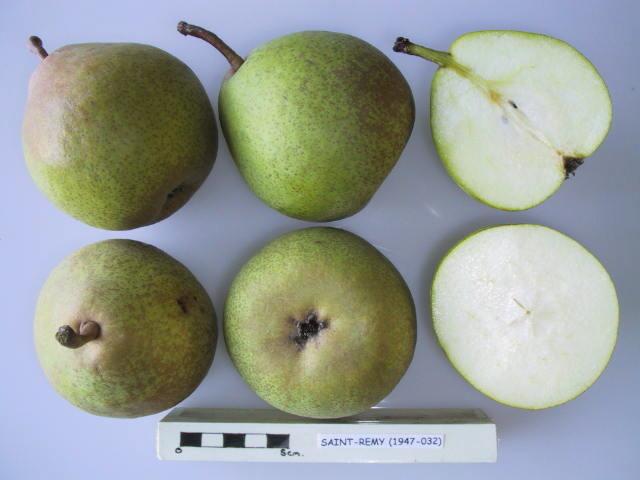Pear (Pyrus communis 'Saint-Remy') in the Pears Database - Garden.org