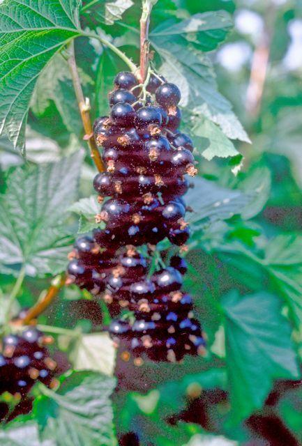 Blackcurrant (Ribes nigrum 'Amos Black') in the Currants and ...