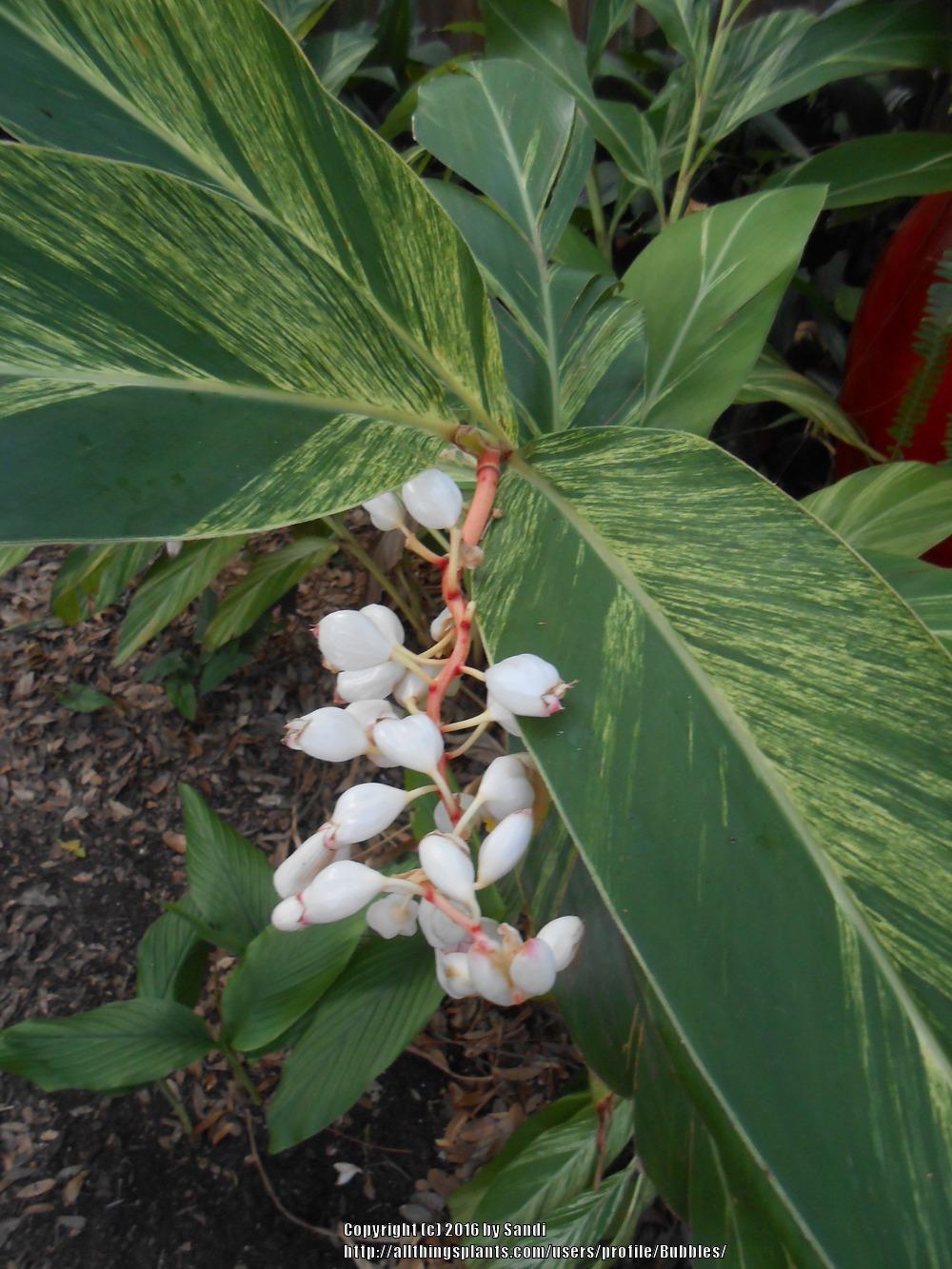Photo of the closeup of buds, sepals and receptacles of Variegated Shell Ginger (Alpinia ...