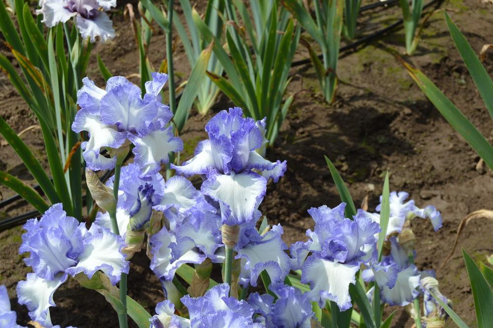 Photo of the bloom of Tall Bearded Iris (Iris 'Common Thread') posted ...