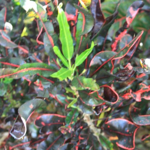 Croton (Codiaeum variegatum 'Curly Boy') in the Crotons Database ...