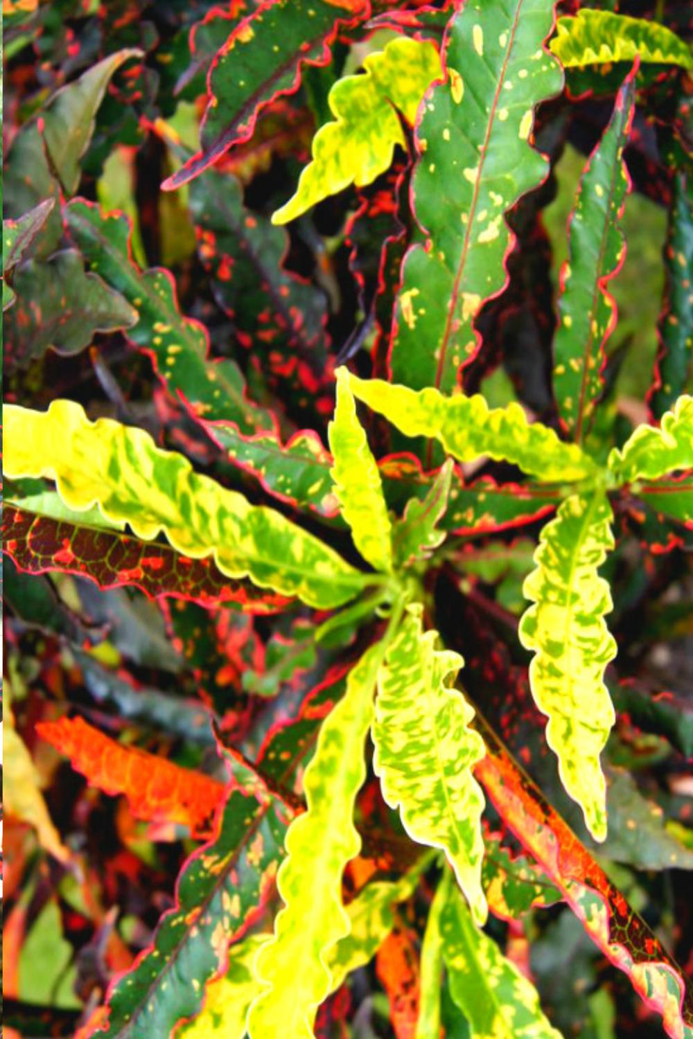 Croton (Codiaeum variegatum 'Pie Crust') in the Crotons Database ...