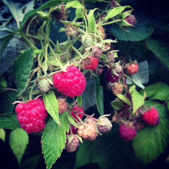 Everbearing Red Raspberry (Rubus idaeus 'Caroline') in the Rubus ...