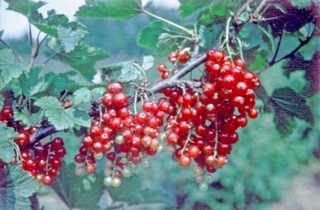 Red Currant (Ribes rubrum 'Skinner's Early') in the Currants and ...