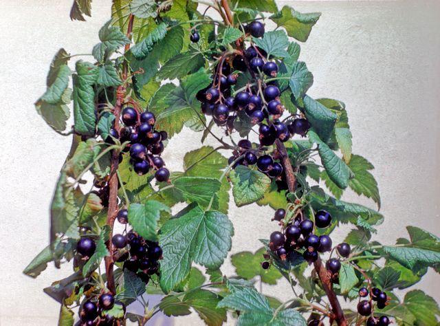 Black Currant (Ribes nigrum 'Mendip Cross') in the Currants and ...