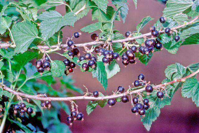 Photo of the fruit of Black Currant (Ribes nigrum 'Noir de Bourgogne ...