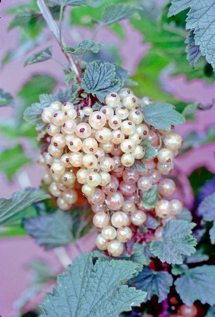 White Currant (Ribes rubrum 'Verriere Blanche') in the Currants and ...