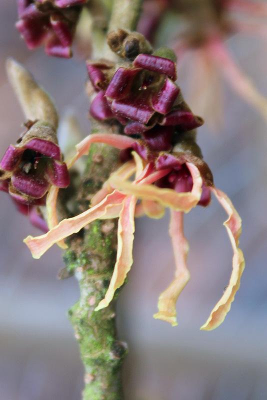 Witch Hazel (Hamamelis 'Spanish Spider') in the Witch Hazels Database ...