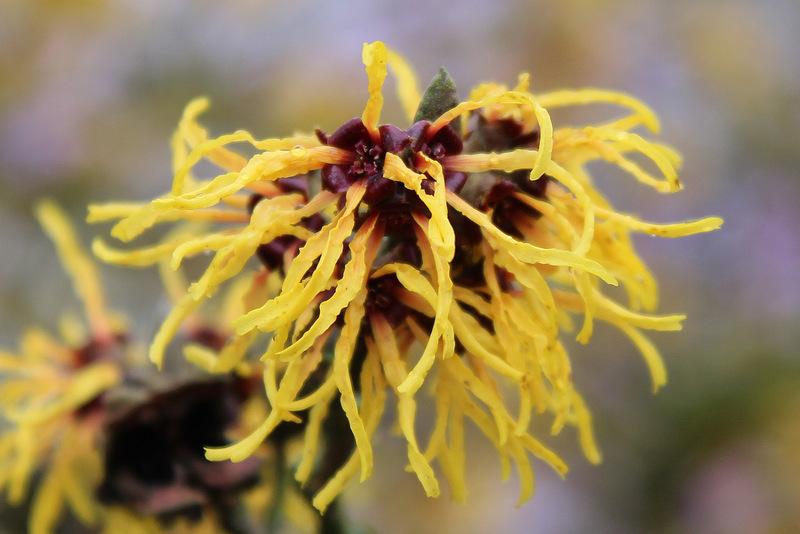 Witch Hazel (Hamamelis 'Orange Beauty') in the Witch Hazels Database ...