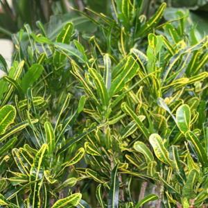 Banana Croton (Codiaeum variegatum 'Banana') in the Crotons Database ...