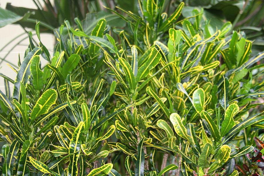 Photo of the entire plant of Banana Croton (Codiaeum variegatum 'Banana ...