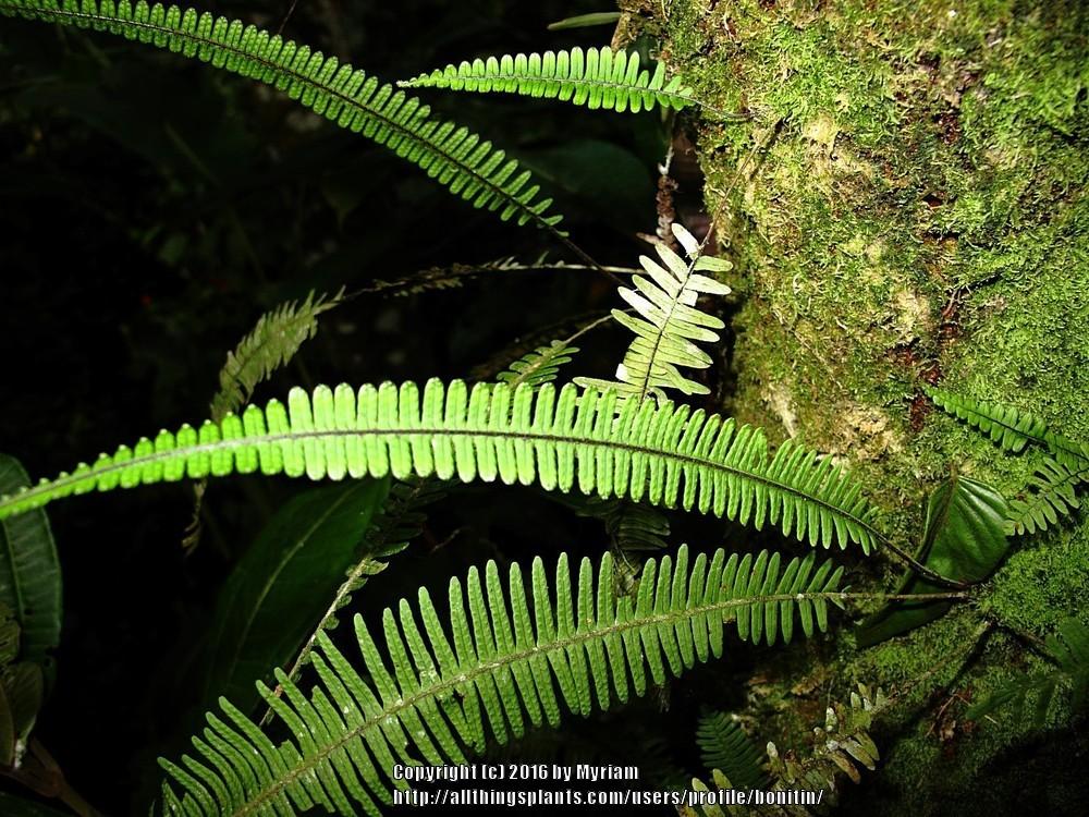 Pecluma - Garden.org