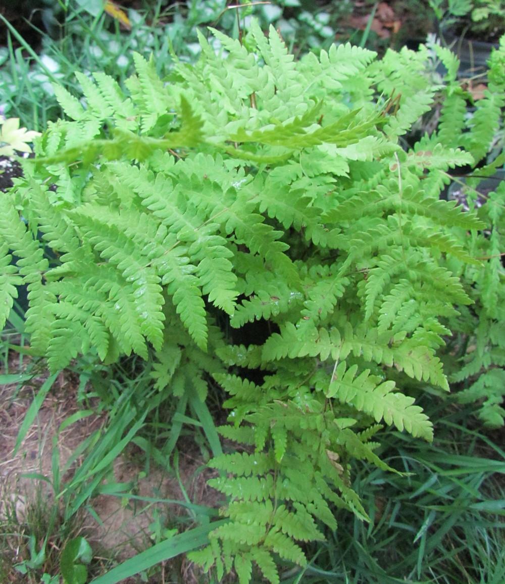 Photo of the entire plant of Meadow Fern (Thelypteris palustris) posted ...