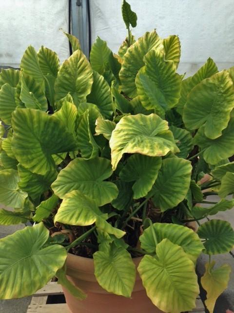 Photo of the entire plant of Dwarf Elephant Ear (Alocasia gageana ...