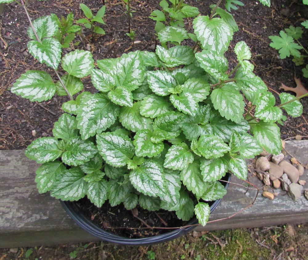 Dead Nettles: Plant Care and Collection of Varieties - Garden.org