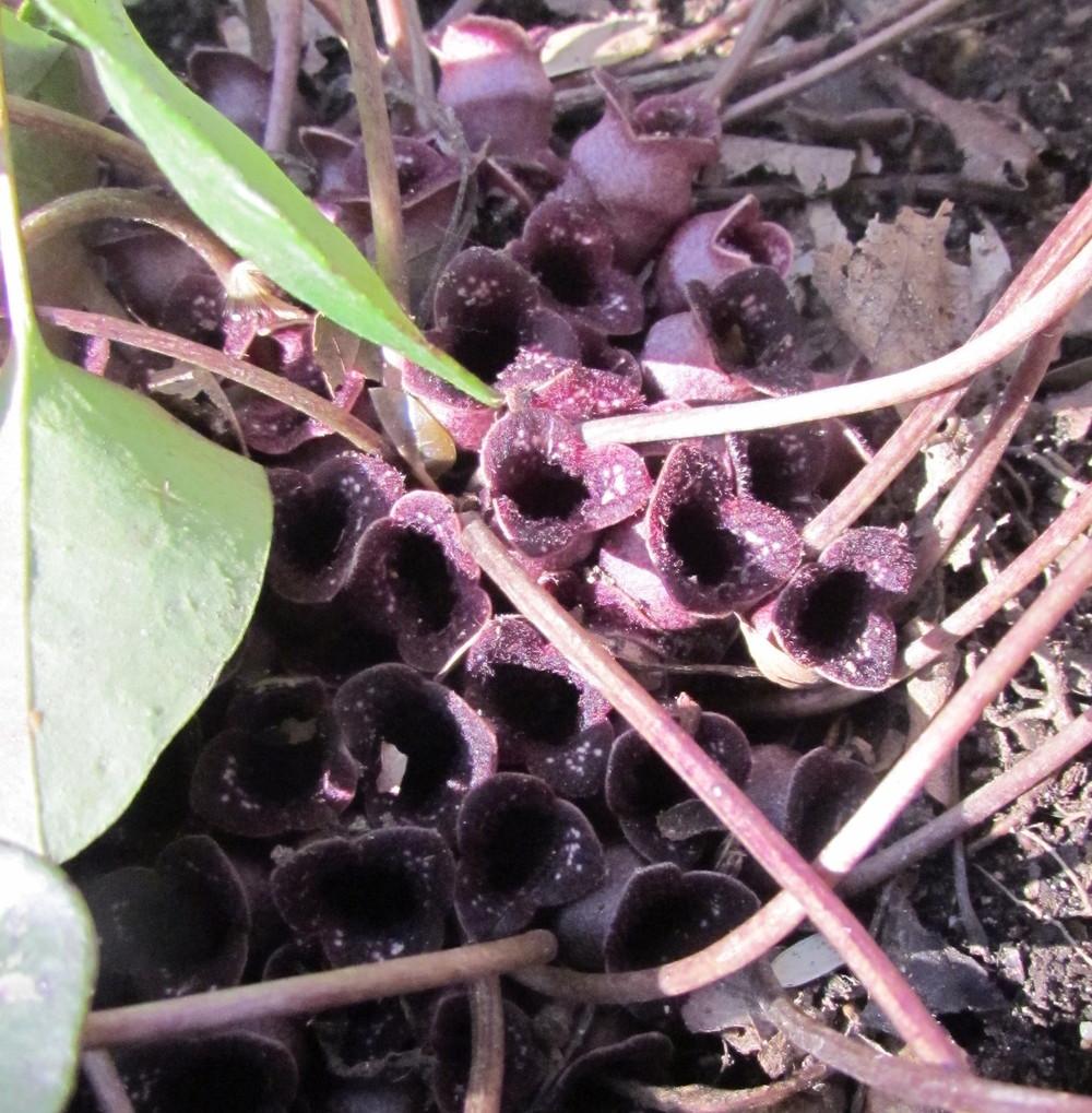 Photo of the bloom of Virginia Heartleaf (Hexastylis virginica) posted ...