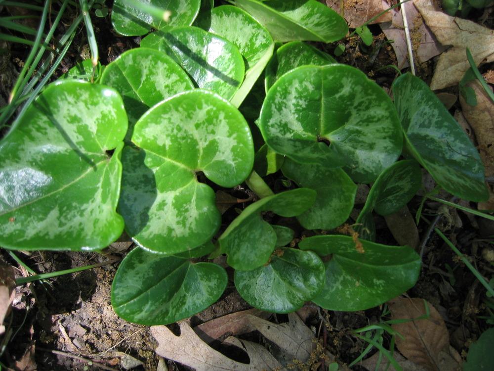 Virginia Heartleaf (Asarum virginicum) in the Wild Gingers Database ...