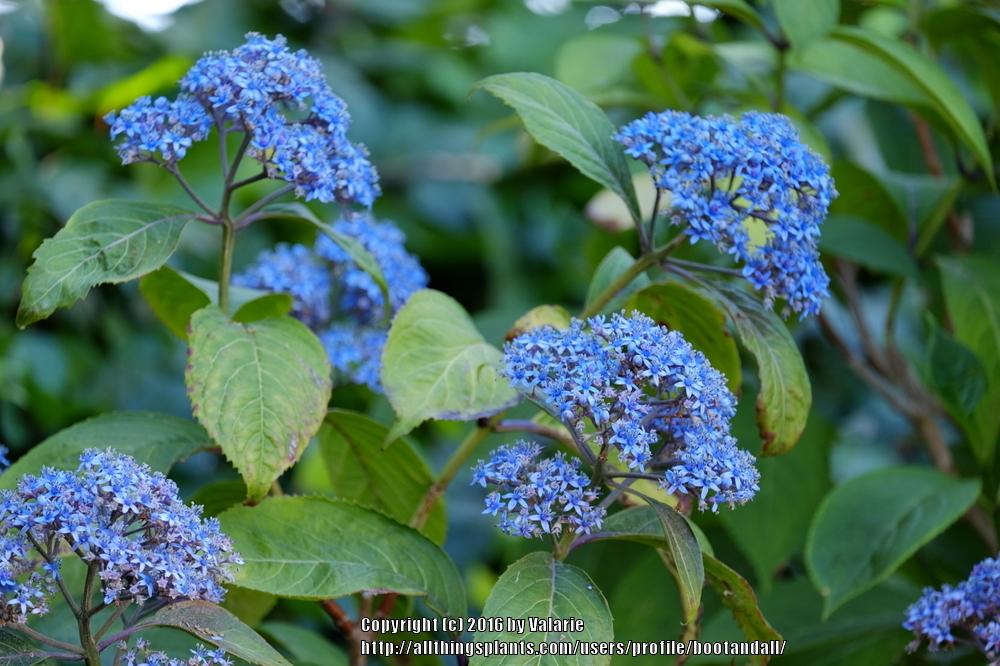 Photo of the bloom of Hydrangea (Hydrangea febrifuga 'Blue Sapphire ...