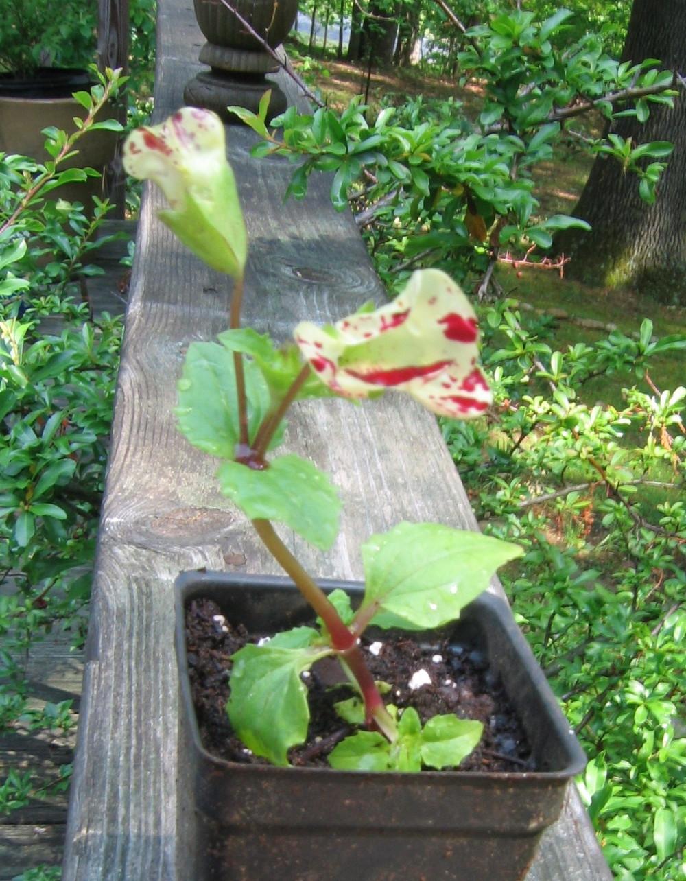 Mimulus (Erythranthe 'Magic White Blotch') - Garden.org