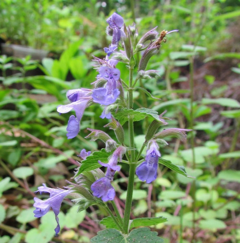 Photo of the bloom of Greek Catmint (Nepeta parnassica) posted by ...