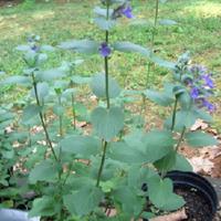 Photo of the entire plant of Greek Catmint (Nepeta parnassica) posted ...