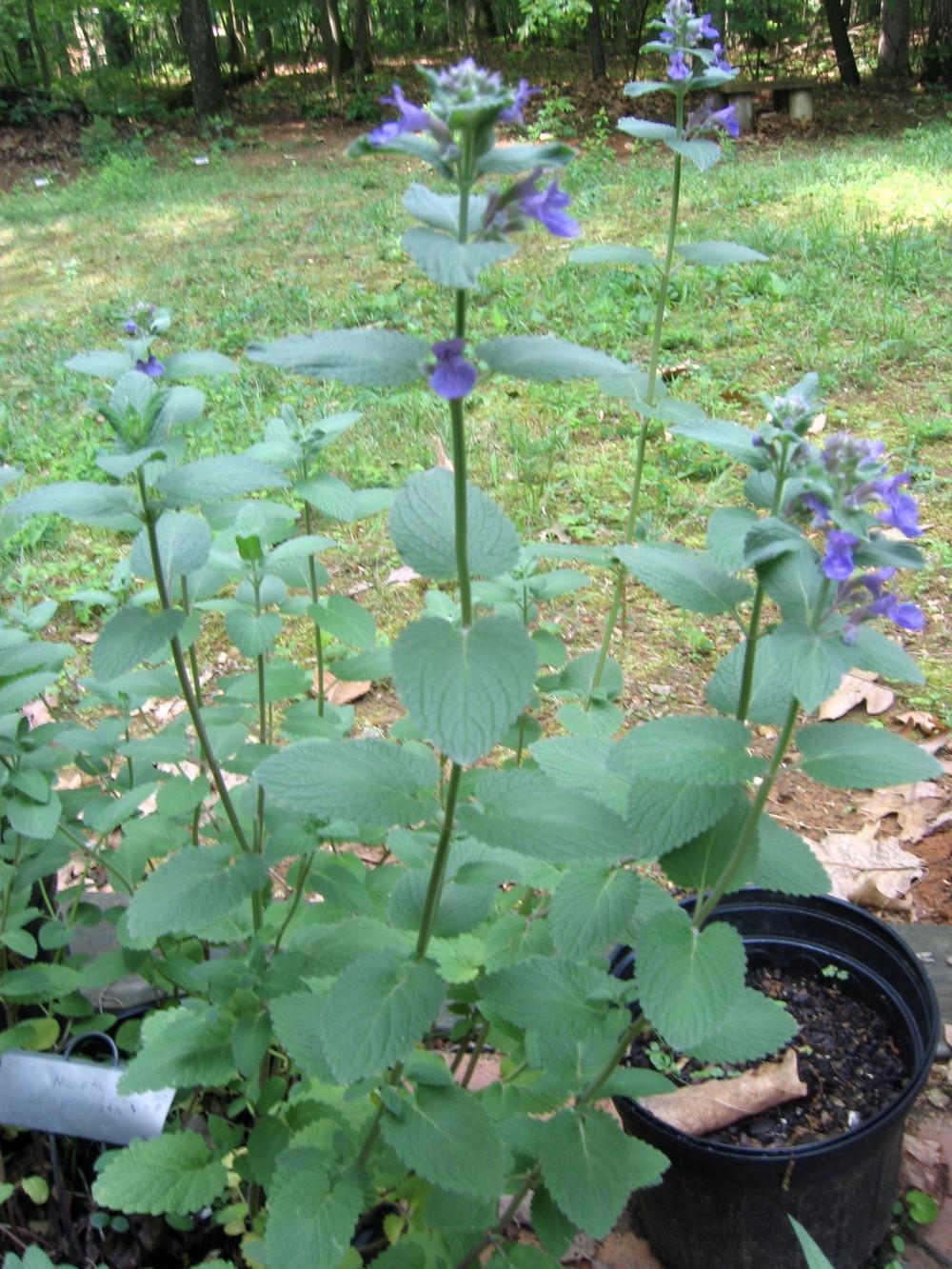 Photo of the entire plant of Greek Catmint (Nepeta parnassica) posted ...