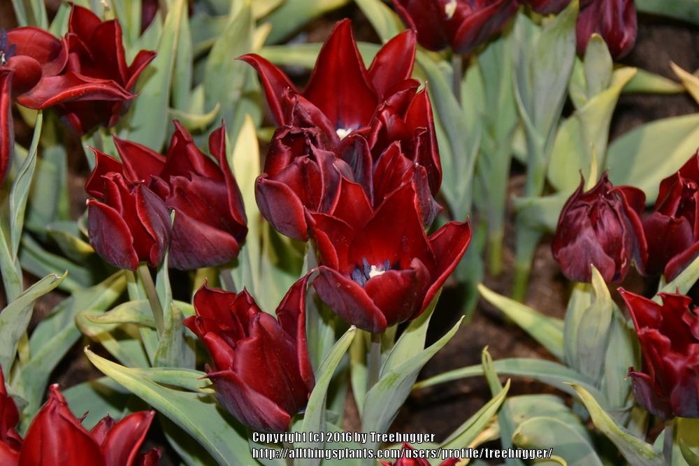 Lily Flowering Tulip (Tulipa 'Jennie Butchart') in the Tulips Database ...