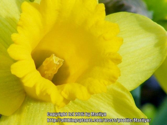 Photo of the stamens, filaments and pistils of Trumpet daffodil ...