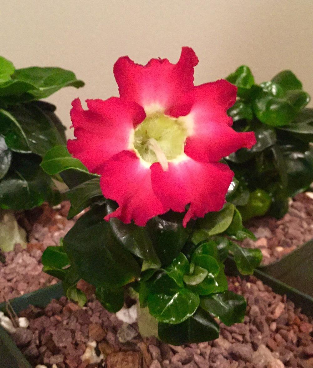 Desert Rose (Adenium obesum 'Taiwan Mini-Size Red') in the Adeniums ...
